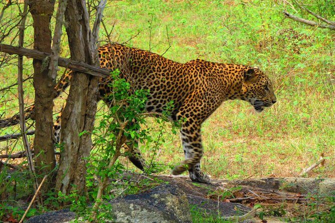 The Most Recommended Round Tour in Sri Lanka - FAQ