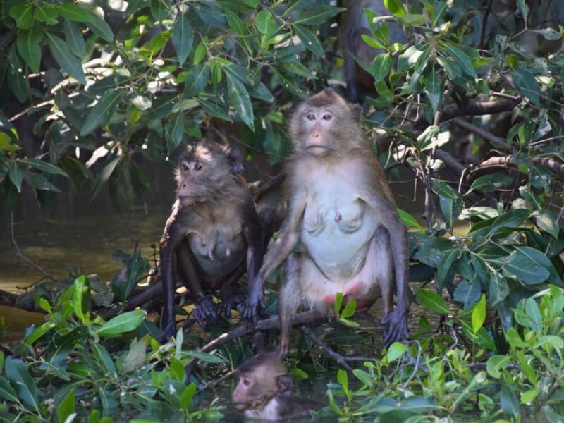 The Nature BKK: Boat to Mangrove & Train to Maeklong Market - Key Points