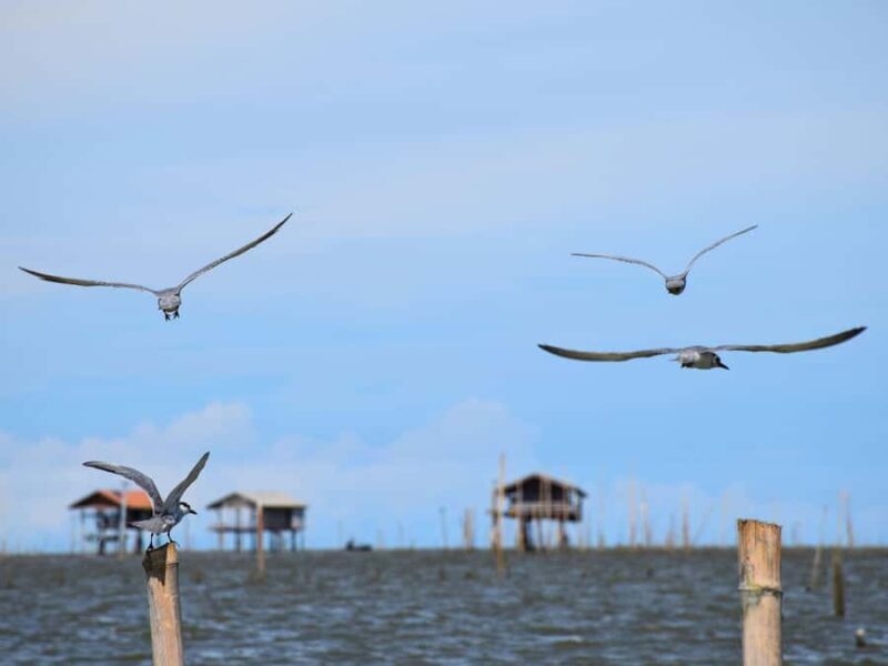The Nature BKK: Boat to Mangrove & Train to Maeklong Market - What Makes This Tour Stand Out?