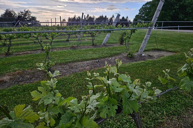 The NON BUS Torch Lake Traverse City Area Wine Tour - FAQs