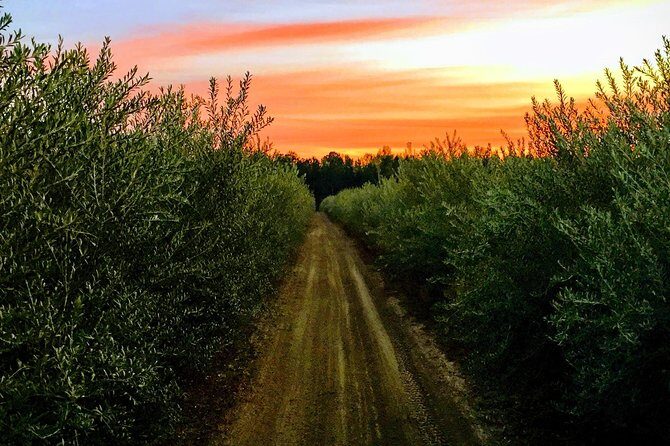 The Olive Grove Tour - Exploring the Tour Itinerary in Detail