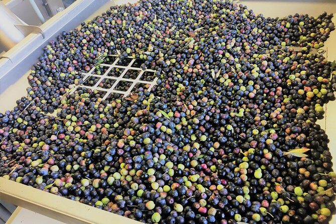 The Olive Grove Tour - Practical Tips for Visitors