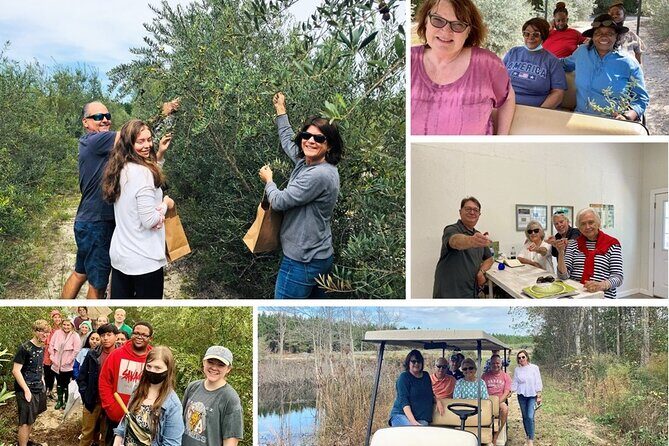 The Olive Grove Tour - Who Should Consider This Tour?