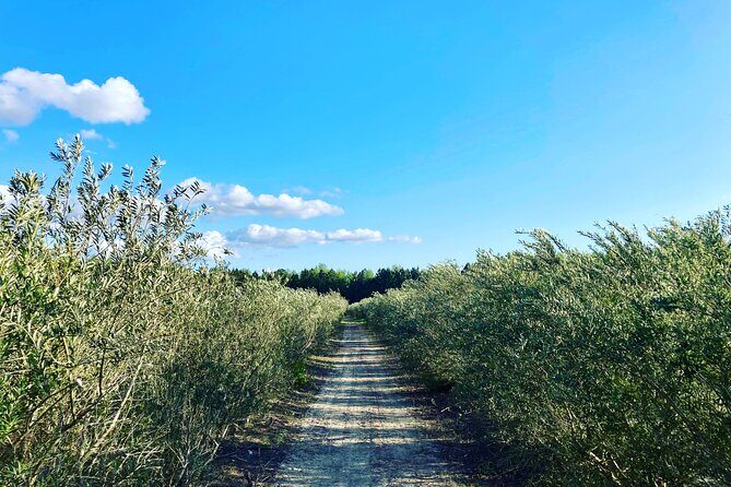 The Olive Grove Tour - FAQs