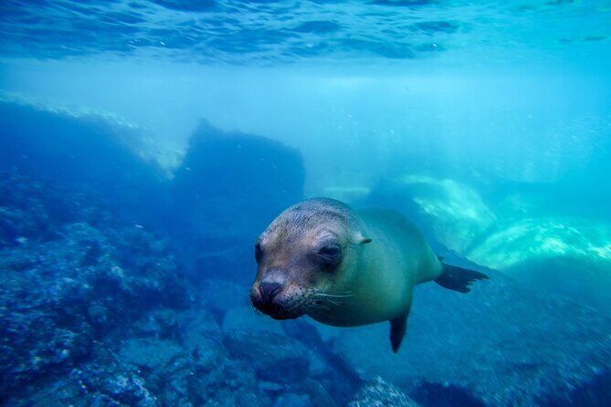 The only Natural Space Dolphin Encounter in Cabo Optional Pickup! - The Practical Aspects of the Experience