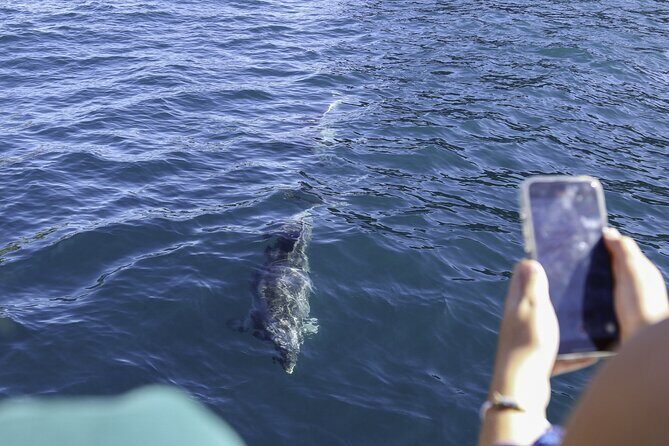 The Original Full day Bay of Islands Cruise with Dolphins - Real Traveler Insights
