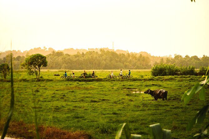 The Paddy Trail - An Honest Look at The Paddy Trail: A Gentle Bicycle Ride Through Sri Lanka’s Green Heart
