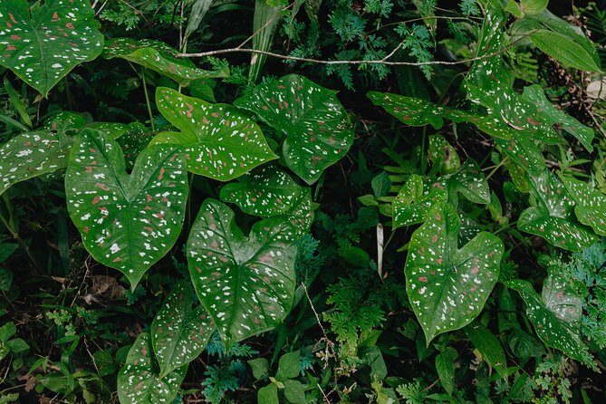 The Phuket Rites of Passage Eco Adventure - Who Will Love This Tour?