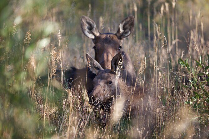 The Premier Wildlife Tours in Rocky Mountain National Park - An Introduction to Rocky Mountain Wildlife Tours