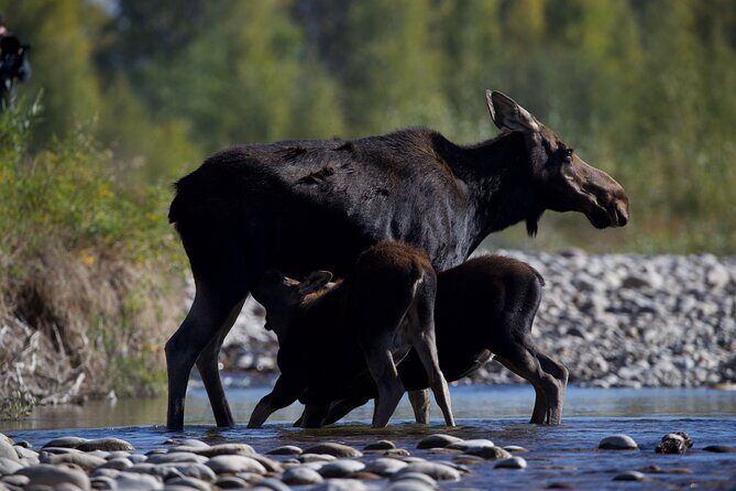 The Premier Wildlife Tours in Rocky Mountain National Park - The Itinerary: What to Expect