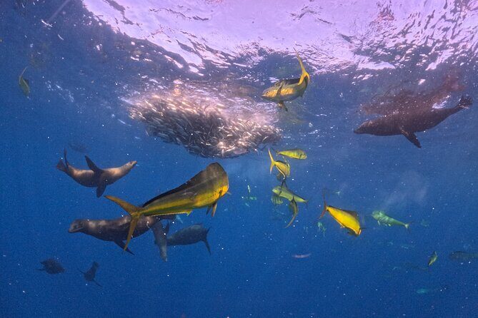 The Race of the Sardine - Key Points