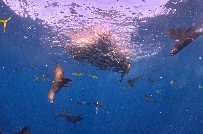 The Race of the Sardine - Who Will Love This Tour?