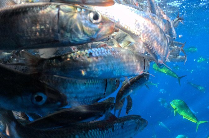 The Race of the Sardine - The Sum Up