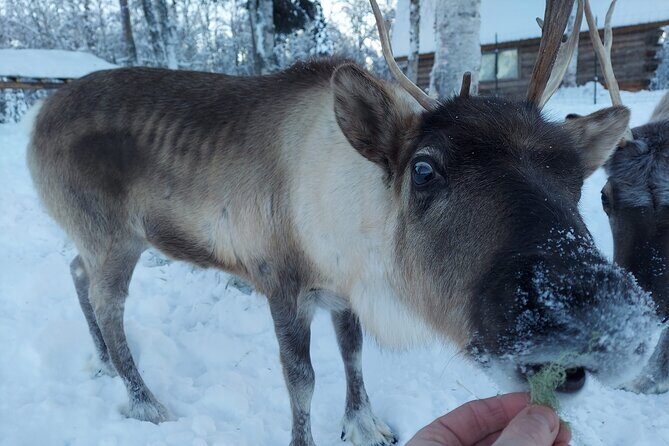 The Reindeer Grove Homestead Tour and Forage - Final Thoughts