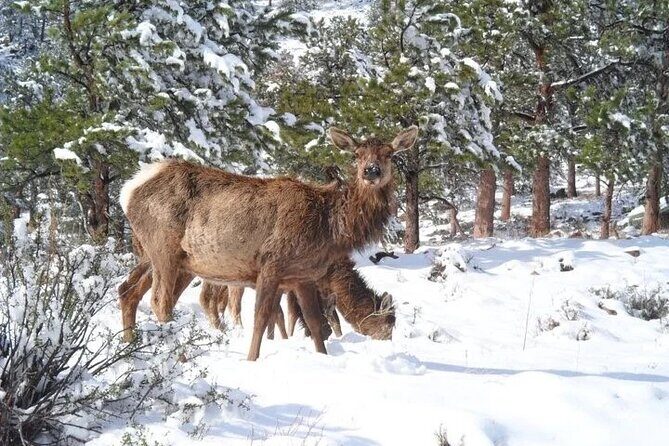 The Rocky Mountain National Park Winter Safari Tour - FAQ