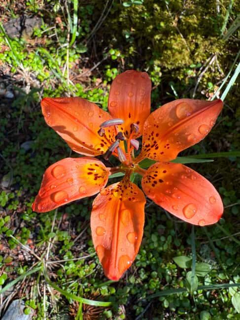 The Sacred Mountains Of Banff And Canmore Walking Tour - The Value of the Experience