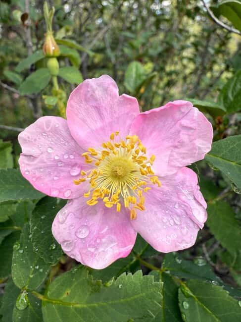 The Sacred Mountains Of Banff And Canmore Walking Tour - Practical Details