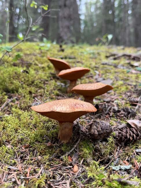 The Sacred Mountains Of Banff And Canmore Walking Tour - FAQ