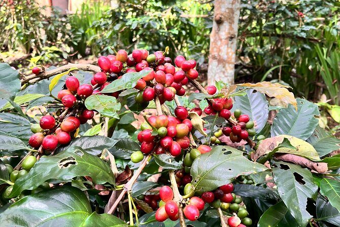 The scenery of the swamp is intertwined with the cultural life of Bali - Exploring Bali’s Natural Beauty and Cultural Heritage in Ubud