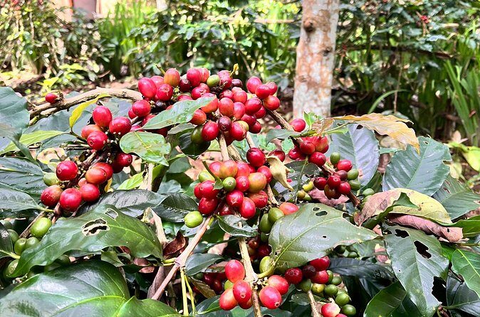 The scenery of the swamp is intertwined with the cultural life of Bali - FAQ