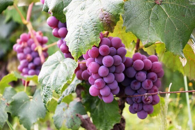 The Taste of Malta Artisan Wine Pairing - Key Points