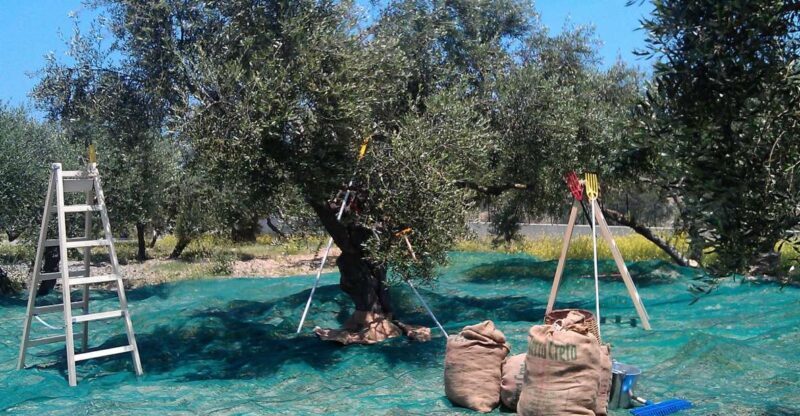 The Terra Creta Olive Oil Experience Tour - A Practical Guide to the Tour