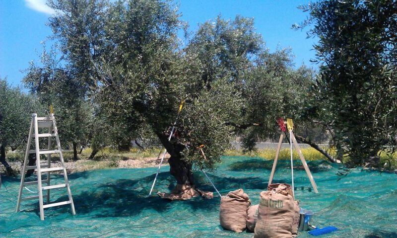 The Terra Creta Olive Oil Experience Tour - Who Will Love This Tour?