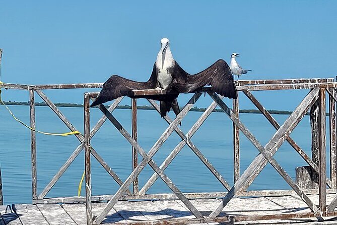 The Three Islands Tour Explore Holbox's Natural Wonders - A Practical Guide to the Three Islands Tour