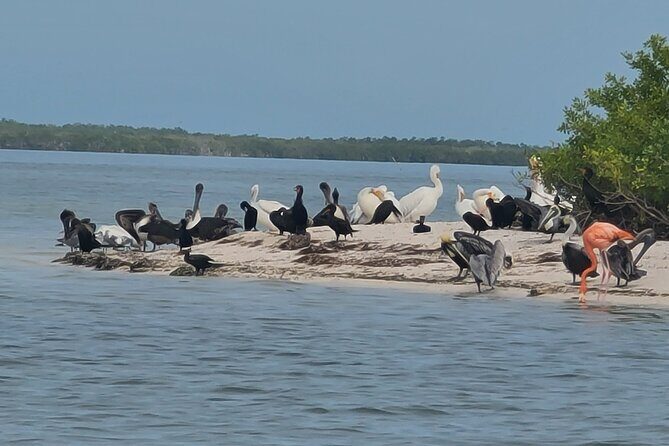 The Three Islands Tour Explore Holbox's Natural Wonders - The Sum Up