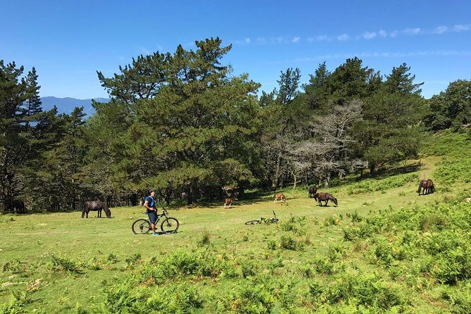 The Train Track Trail Mountain Bike Ride - Private experience - Why This Tour Is Worth It