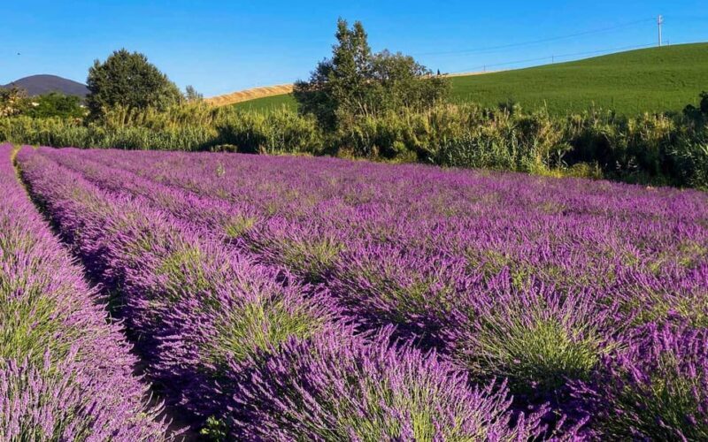 The Tuscan lavender field - Authentic Experiences and Authenticity