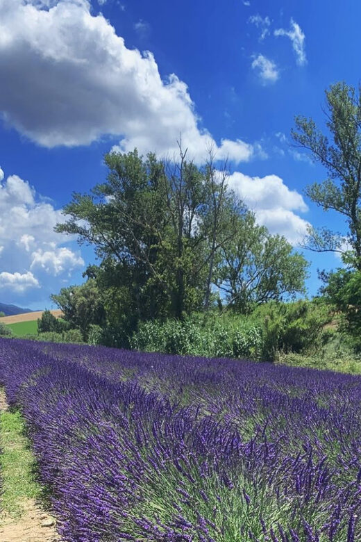 The Tuscan lavender field - Price and Value