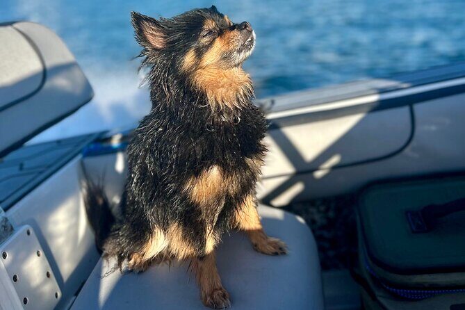 The Ultimate 4-Hour Miami Charter: Exclusive Views & Tropical Fun - FAQ