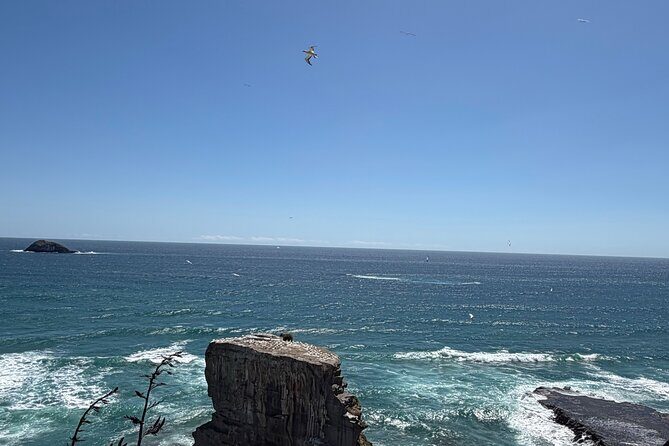 The Ultimate Muriwai Gannet Colony Experience Private Tour - Who Should Consider This Tour?