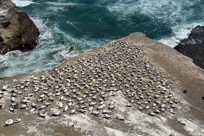 The Ultimate Muriwai Gannet Colony Experience Private Tour - The Sum Up