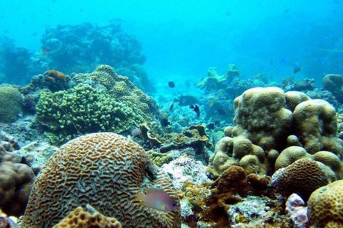 The Ultimate Rush: Moalboal Sardine Run and Kawasan Canyoneering - Who Should Consider This Tour?