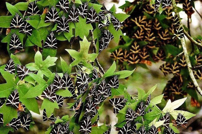 The Valley of Butterflies and Halki Day Tour - Key Points