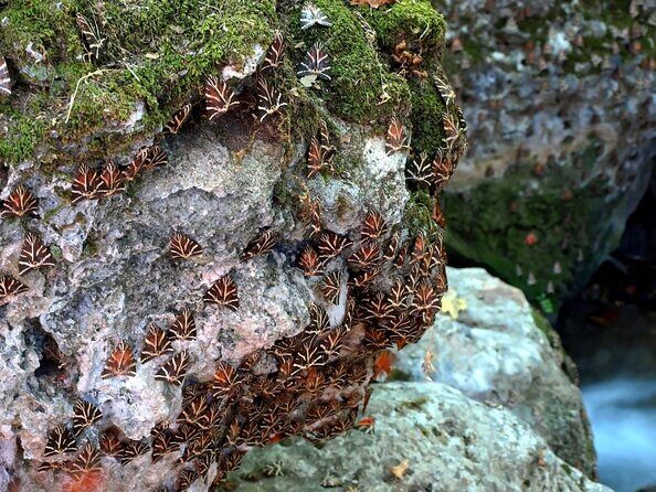 The Valley of Butterflies and Halki Day Tour - Exploring the Valley of Butterflies and Halki: What to Expect