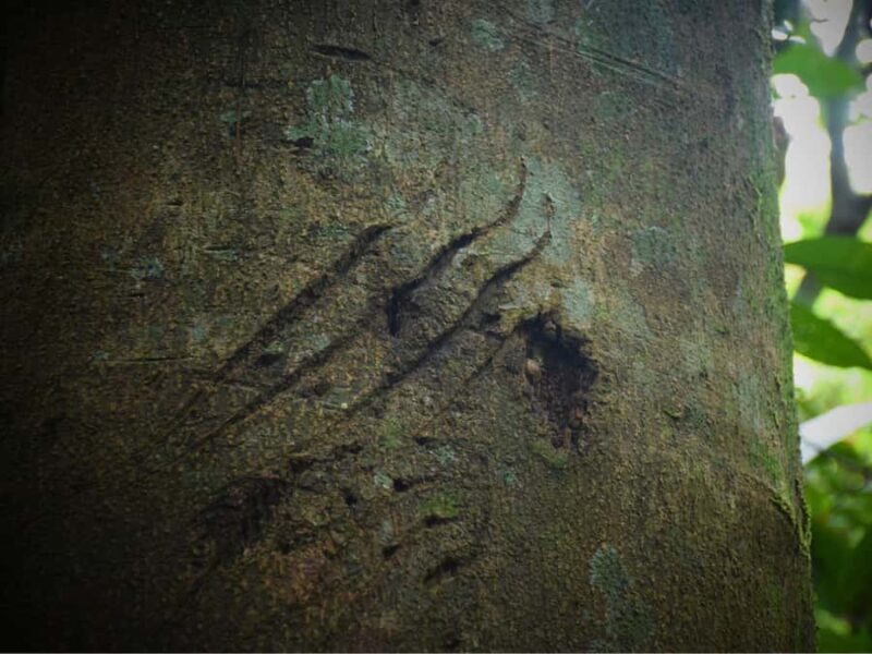 The Wilds: Khao Yai Trekking and Stargazing 2-Day Tour - The Journey Begins: From Bangkok to Khao Yai