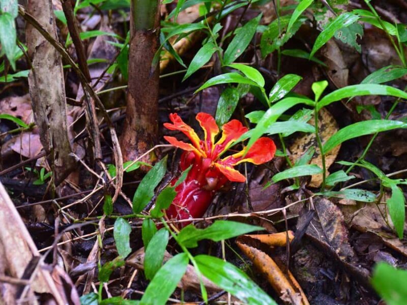 The Wilds: Khao Yai Trekking and Stargazing 2-Day Tour - Day 2: Deeper Into the Wilderness