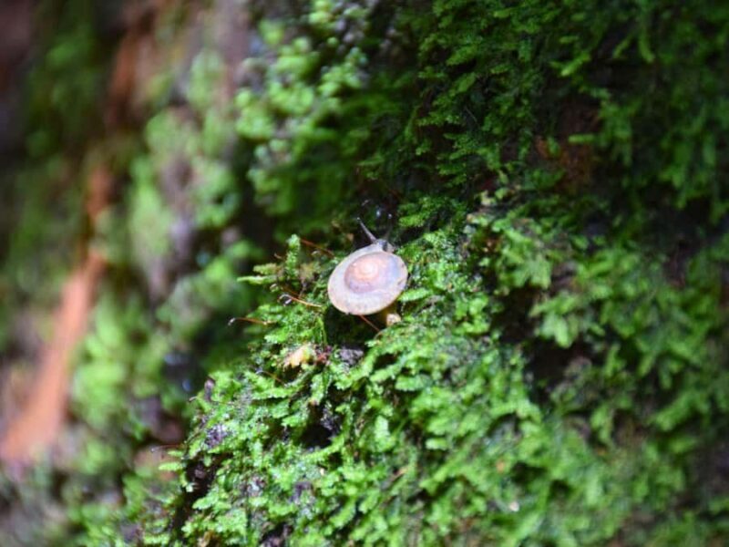 The Wilds: Khao Yai Trekking and Stargazing 2-Day Tour - The Sum Up