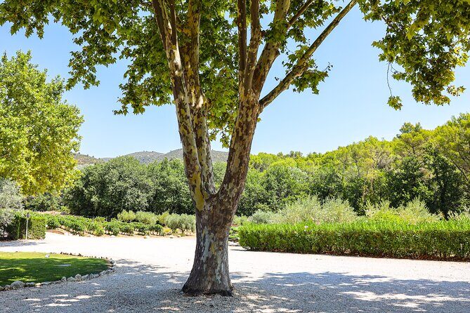 The wines of the Luberon, the Château de Lourmarin & Bastide du Laval olive oil - Why This Tour Works for Travelers
