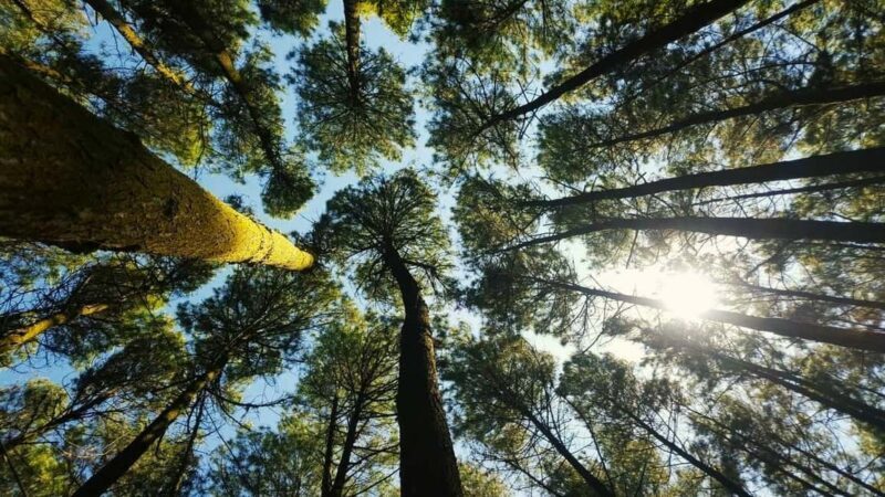 Thekkady Adventure: Off-Road Jeep Safari & Vagamon Tour - Final Thoughts: Who Will Love This Tour?