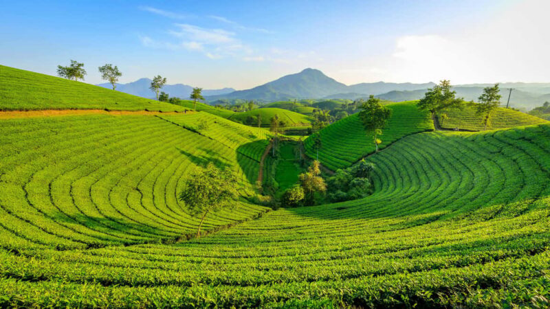 Thekkady: Vagamon Hill Station Day Trip with Breakfast - Key Points