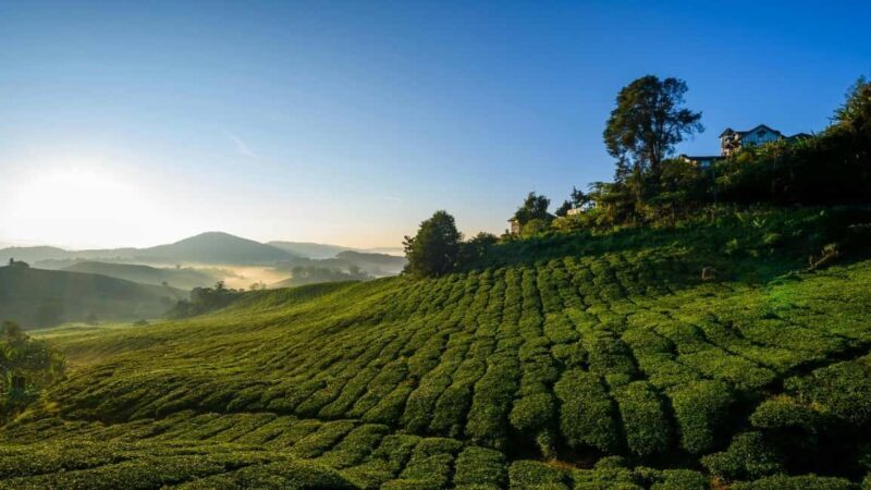 Thekkady: Vagamon Hill Station Day Trip with Breakfast - An In-Depth Look at the Vagamon Hill Station Day Trip