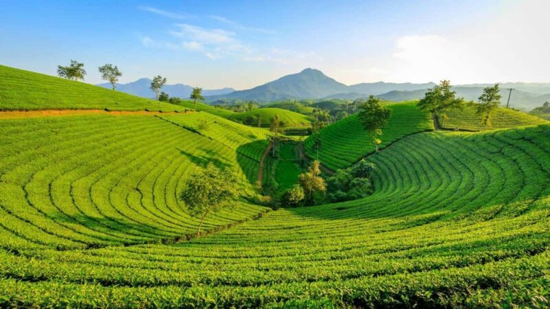 Thekkady: Vagamon Hill Station Day Trip with Breakfast - Practical Tips for Travelers