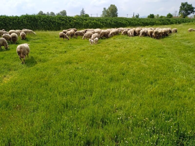 Thessaloniki: Private Greek Cooking Class and Meal at a Farm - Authenticity and Reviews