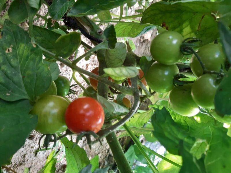 Thessaloniki: Private Greek Cooking Class and Meal at a Farm - Who Will Love This Experience?