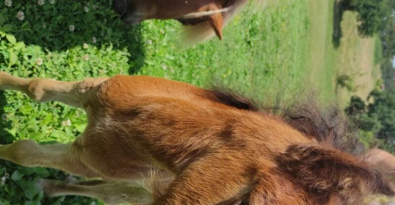 Thessaloniki:Horse Riding in a farm - Key Points