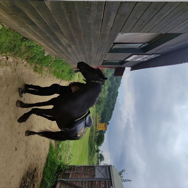 Thessaloniki:Horse Riding in a farm - Refreshments and Relaxation